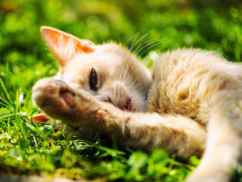 Funny red-haired cat stock photo. Image of mammal, hair - 165100572