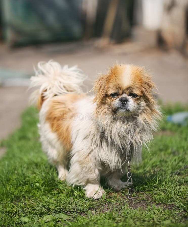 Funny Red-haired Pekingese Dog Stock Image - Image of sitting, pedigree ...