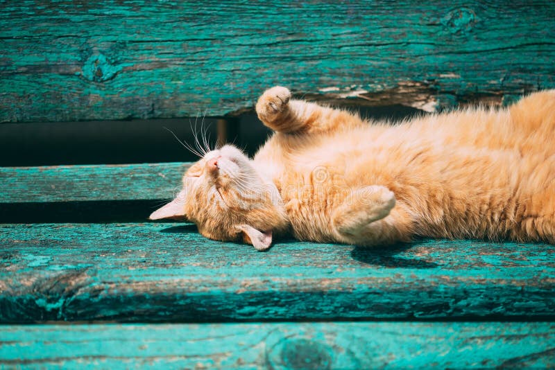 Funny Red Kitten Cat Sleeping on Bench in Park, Hot Summer Day. Stock ...