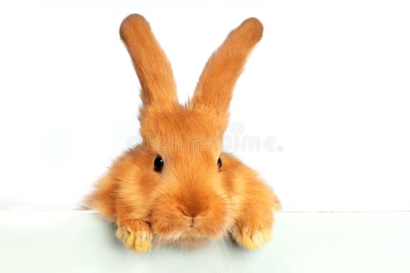 A Funny Red Rabbit Peeks Out Over Stock Image - Image of bunny, shot ...