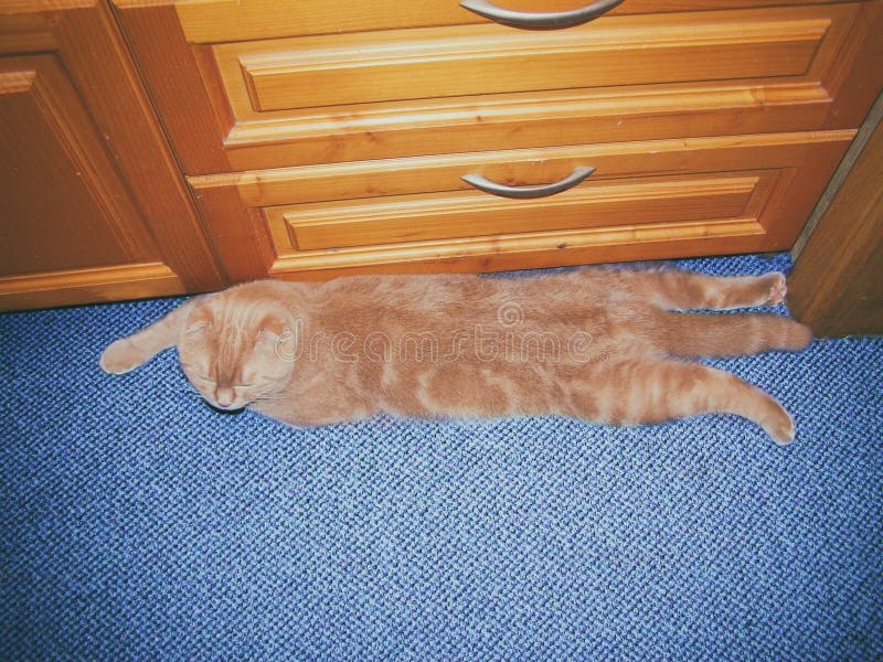 Funny Red Scottish Fold Cat Lying on a Carpet Stock Photo - Image of ...