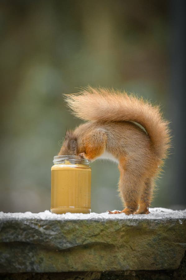 Funniest Squirrel Pictures
