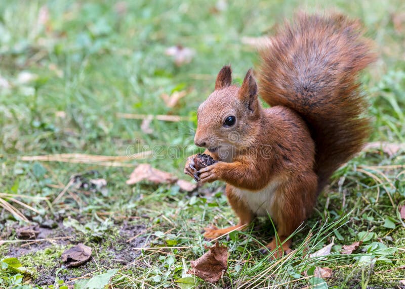 Funny Red Squirrel Sitting on Grass and Holding Nut Stock Photo - Image ...