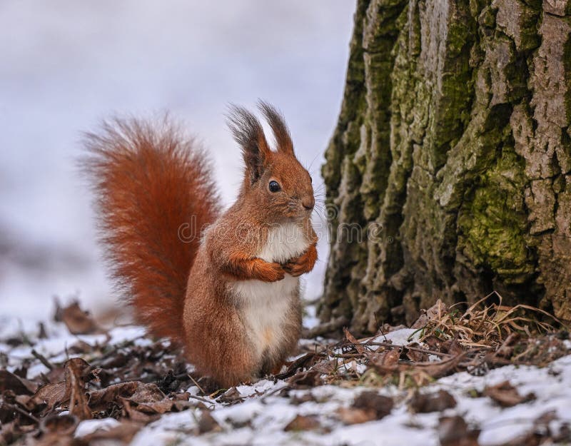 Funny Red Squirrel Striking a Playful Pose, Showing Curiosity and Charm ...
