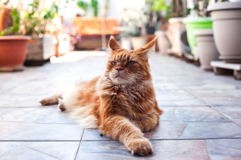 Funny Red Tabby Maine Coon. Stock Image - Image of tabby, looks: 338182845