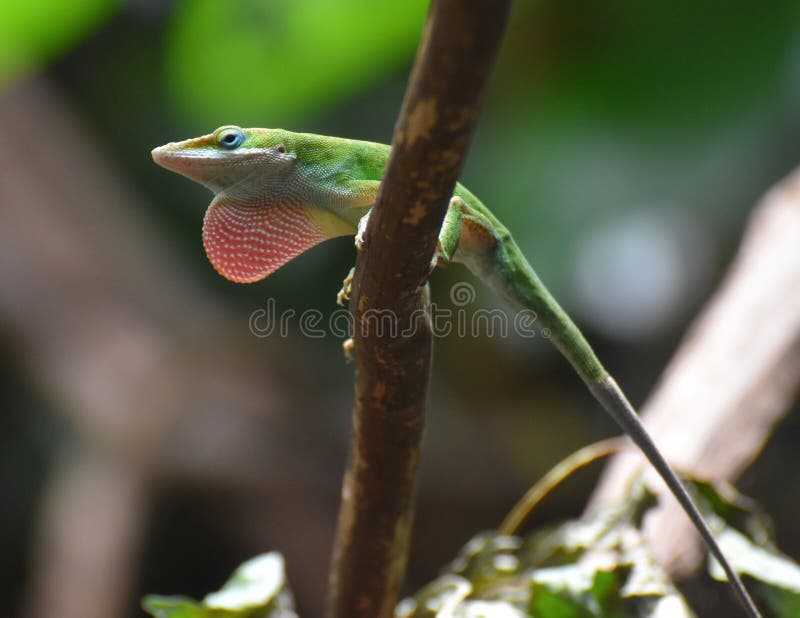 Funny Red Throated Lizard Giving the Side Eye Stock Image - Image of ...