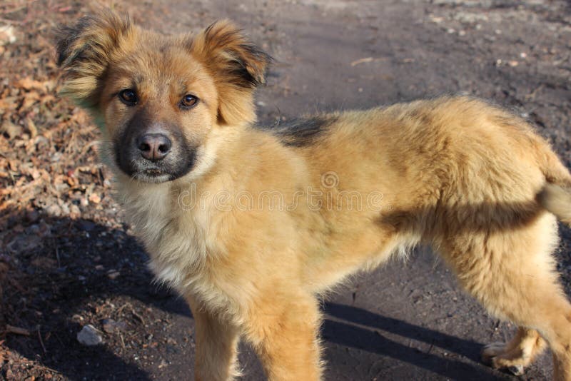 Gullibly Stock Photos - Free & Royalty-Free Stock Photos from Dreamstime