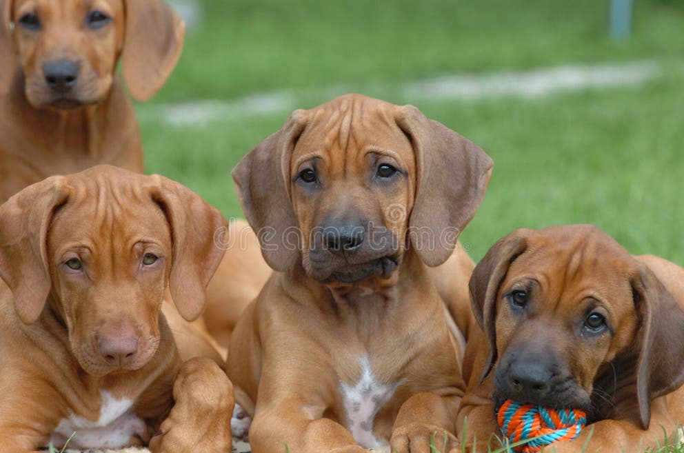 Funny Rhodesian Ridgeback Buddies Stock Image - Image of activity, eyes ...
