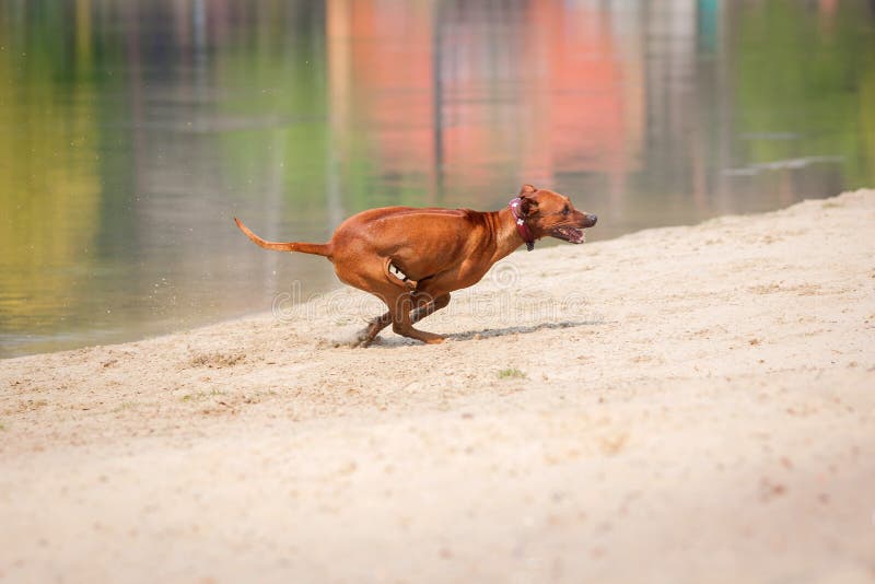 Rhodesian Ridgeback Outdoors Stock Photo - Image of play, beach: 99984552