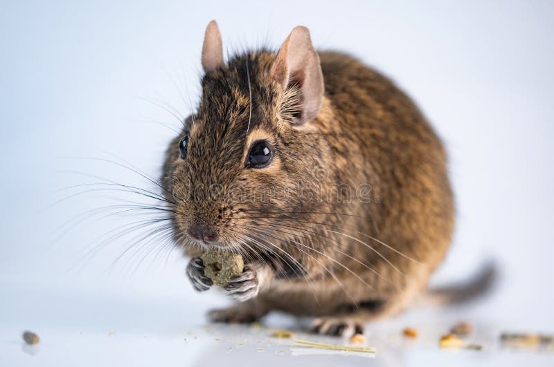 Rodent degu eating stock image. Image of brown, indoor - 102787213