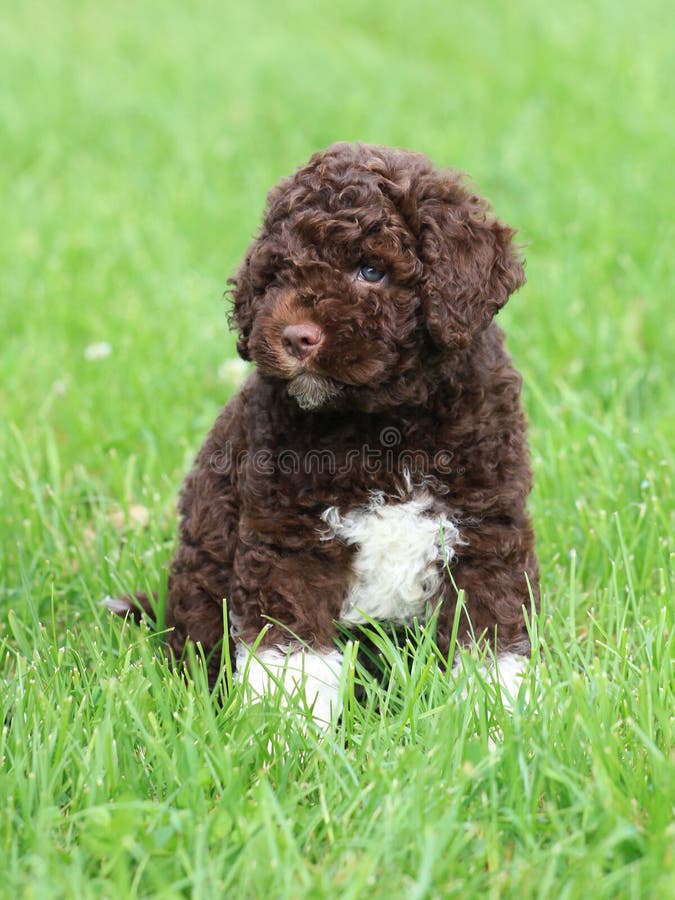 Lagotto Italian Truffle Dog Stock Photo - Image of specialized, kitchen ...