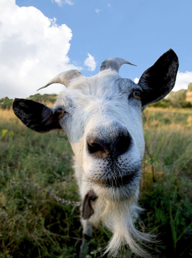19,939 Funny Goat Stock Photos - Free & Royalty-Free Stock Photos from ...
