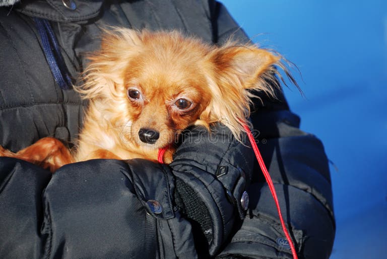 Funny Rusty Dog Clothes Stock Photos - Free & Royalty-Free Stock Photos ...