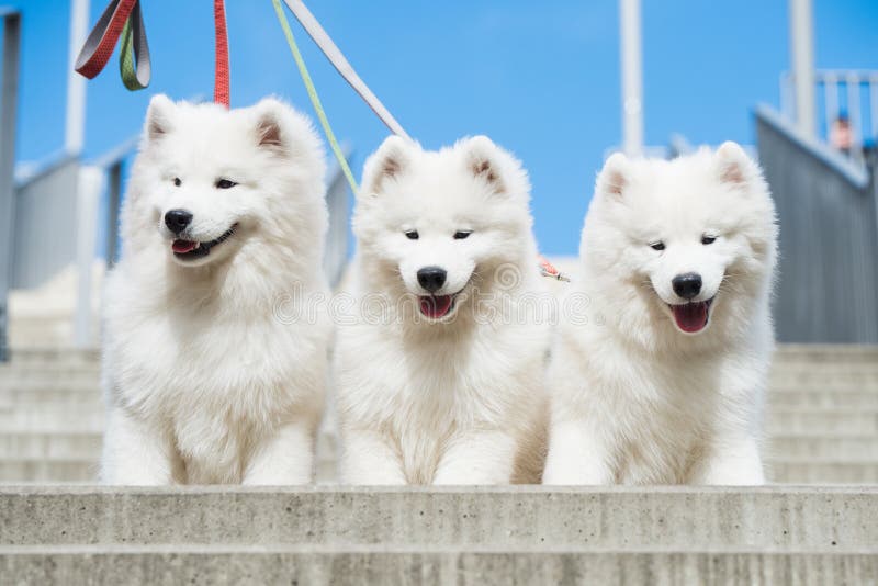 Funny Samoyed Dogs are Lying on the Stairs Stock Image - Image of ...