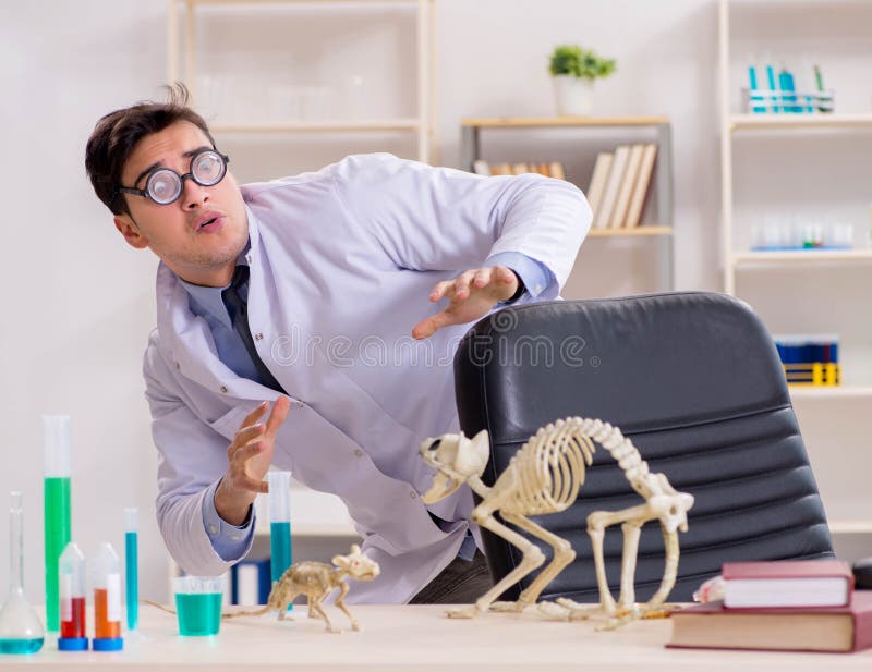 Funny Scientist with Cat Skeleton in Lab Clinic Stock Photo - Image of ...