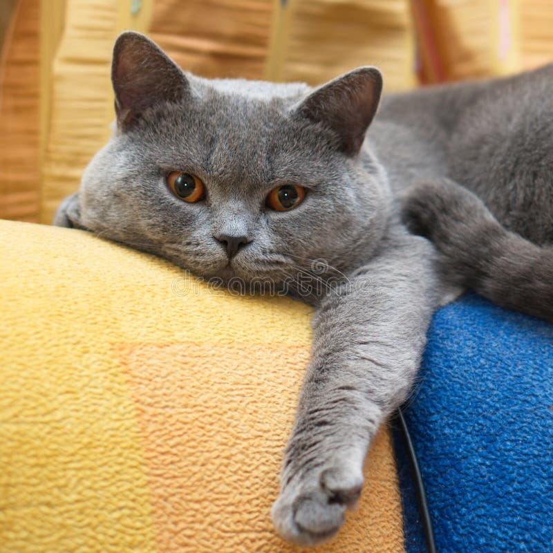 Funny Scotland cat stock photo. Image of scottish, scotishfold - 49632508