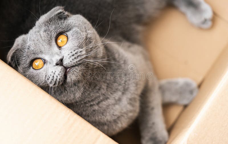 Funny Scottish Fold Cat Looking Curious Out of Cardboard Box Stock ...