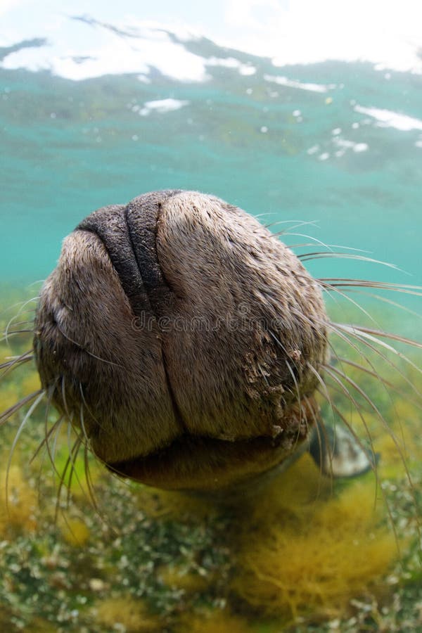 Funny Sea Lion Under the Ocean Stock Image - Image of seal, creature ...