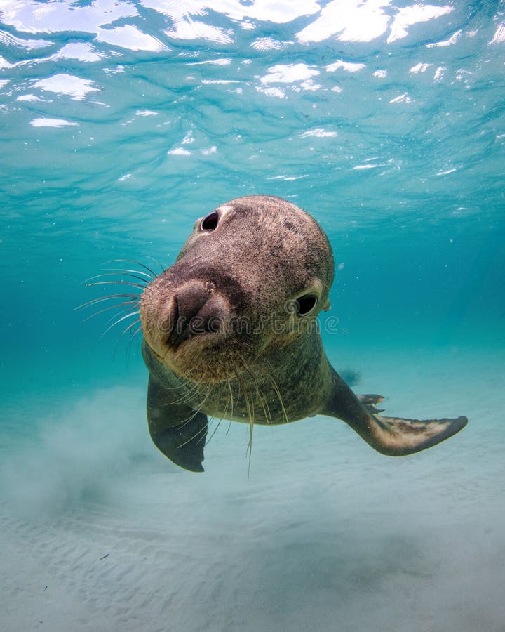 Funny Sea Lion Under the Ocean Stock Photo - Image of flippers ...