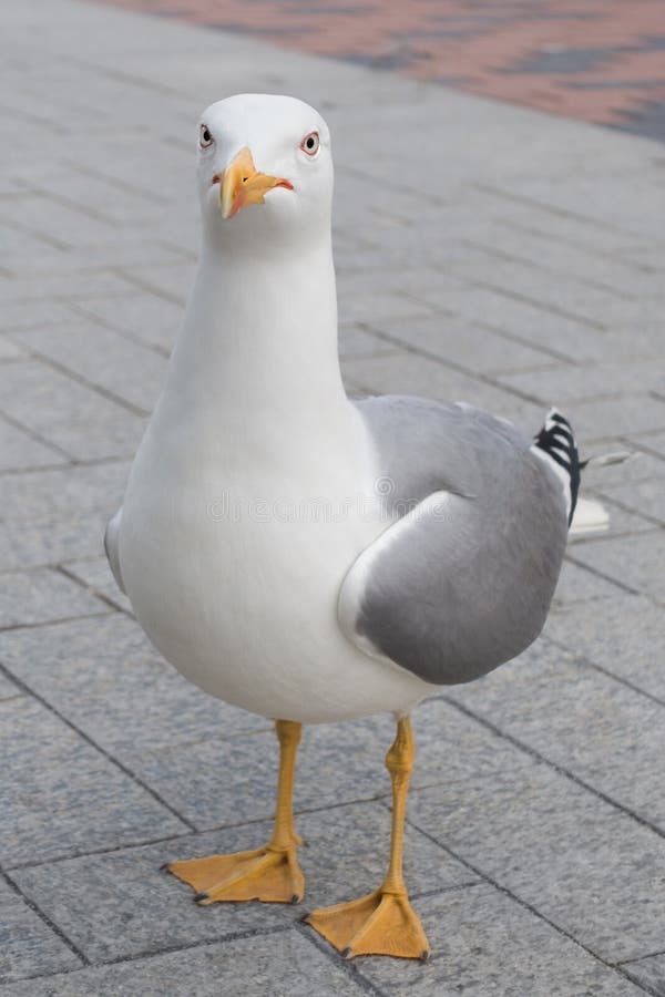 Funny Seagull Bird Looking at the Camera Stock Image - Image of gull ...