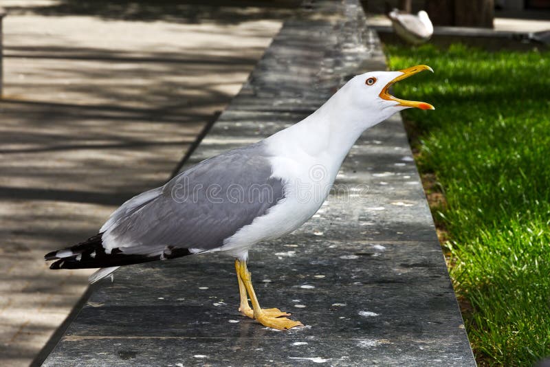 Funny seagull stock image. Image of seagull, funny, crossing - 25903549