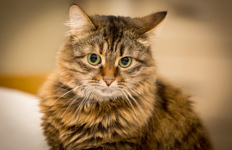 Funny serious cat stock photo. Image of portrait, cats - 84686114