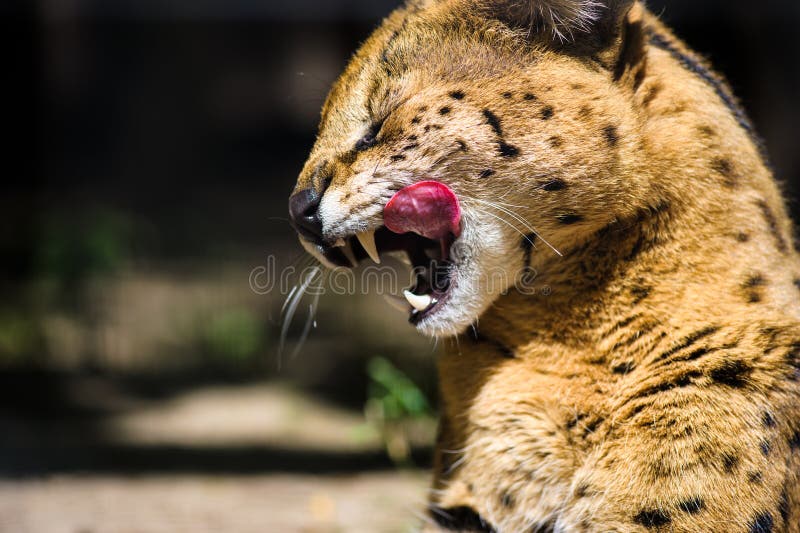 Fierce Cat Stock Photos - Download 6,250 Royalty Free Photos