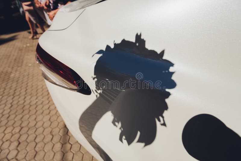 Funny Shadow Bouquet on the Pavement on a Sunny Day. Stock Image ...