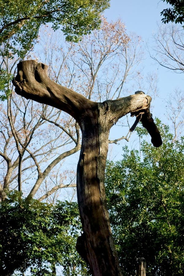 Funny shaped trees stock photo. Image of trees, landscape - 102320770