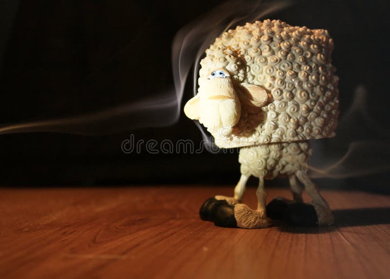 Scared Sheep stock photo. Image of feed, flock, fearful - 1632486