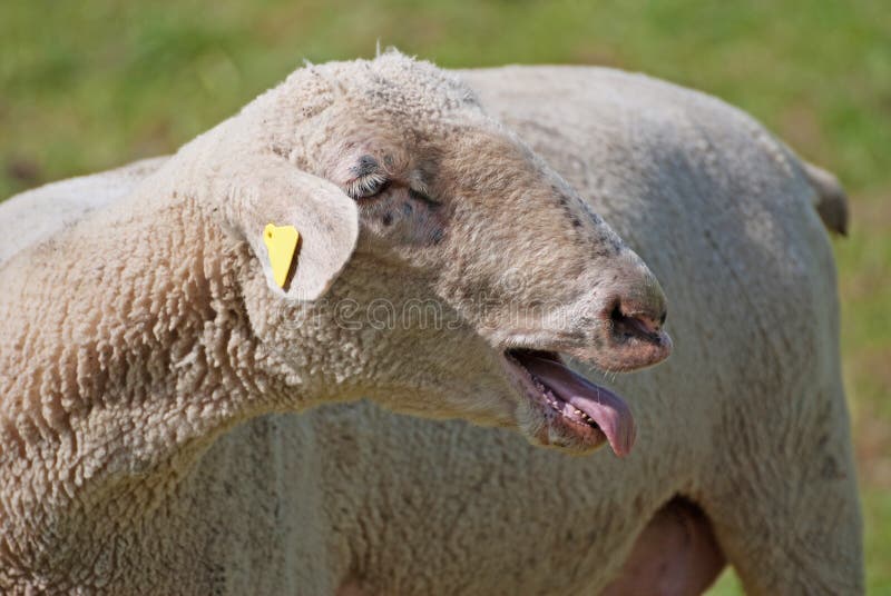 Funny sheep stock image. Image of farm, mammal, bleating - 55693551