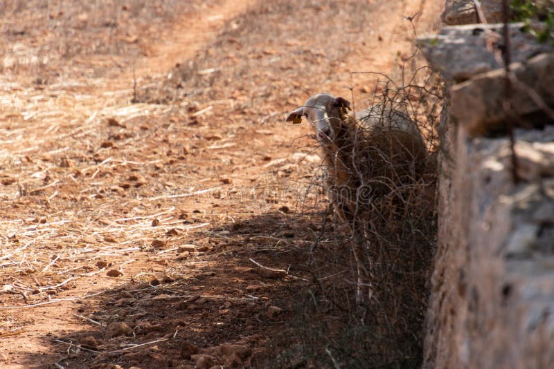 Sheep hiding stock photo. Image of farming, domestic - 43434566