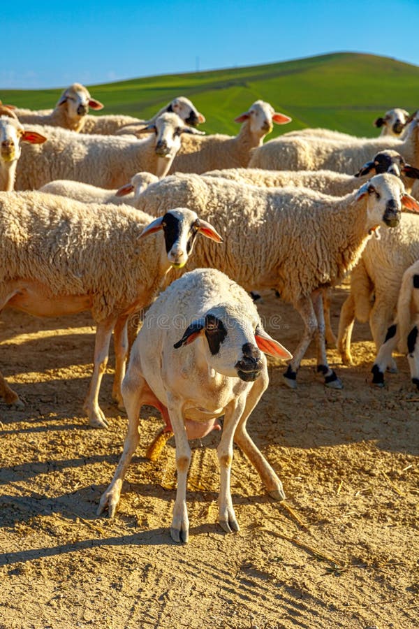 Funny Sheep Looking at the Camera Stock Image - Image of looking, look ...