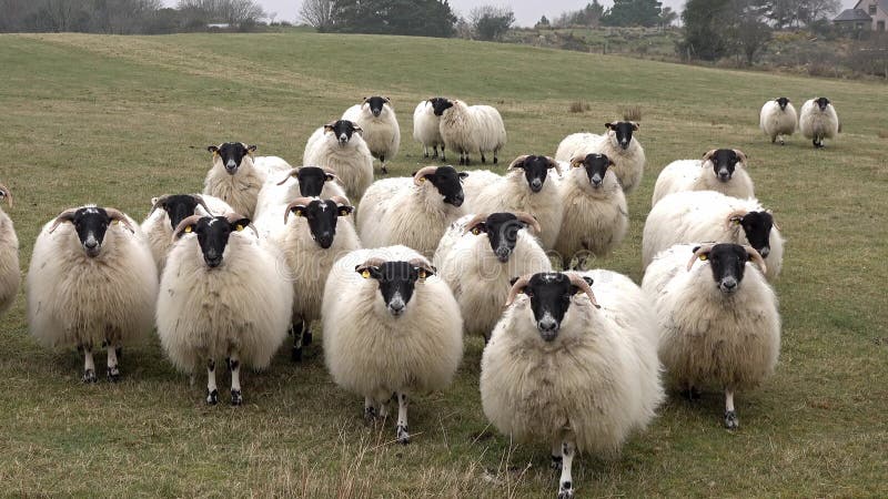 Funny Sheep Looking and Walking Towards Camera Stock Footage - Video of ...