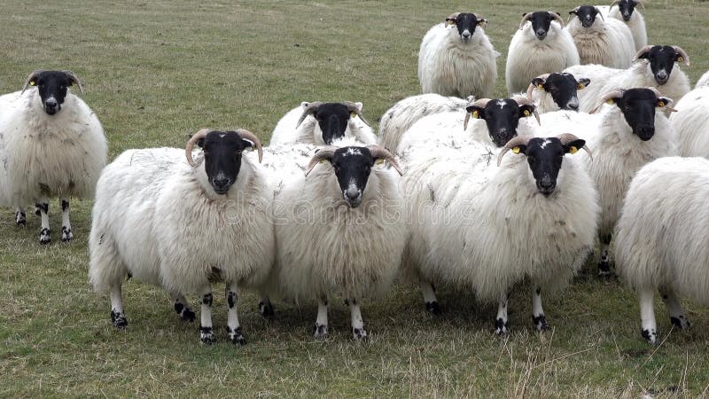 Funny Sheep Looking and Walking Towards Camera Stock Footage - Video of ...