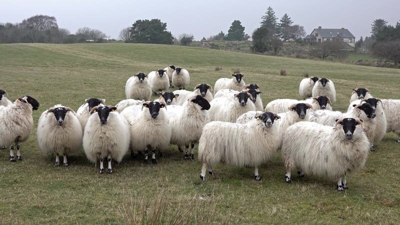 Funny Sheep Looking and Walking Towards Camera Stock Footage - Video of ...