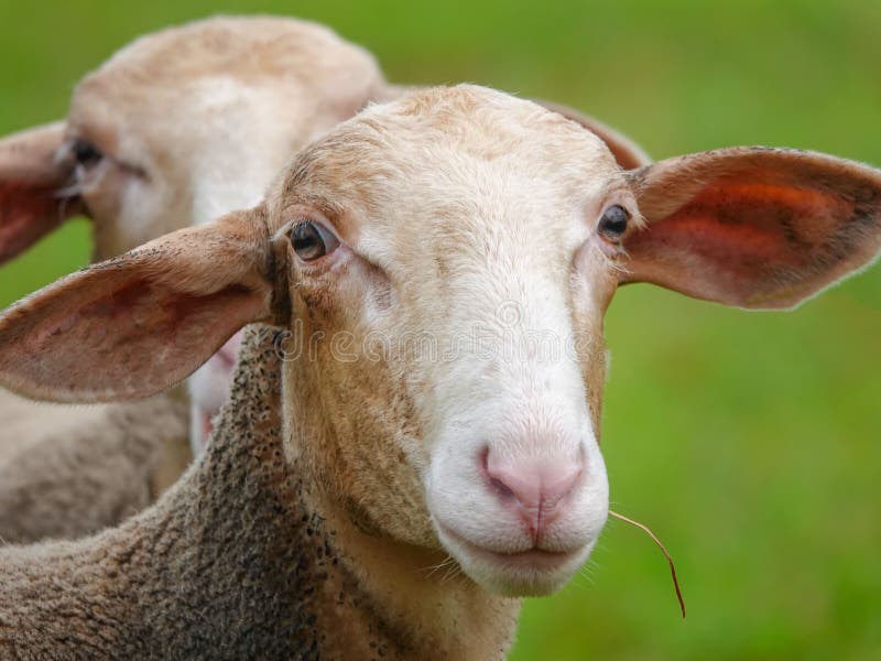 Sheep, teeth and gum stock photo. Image of spot, trader - 84253208
