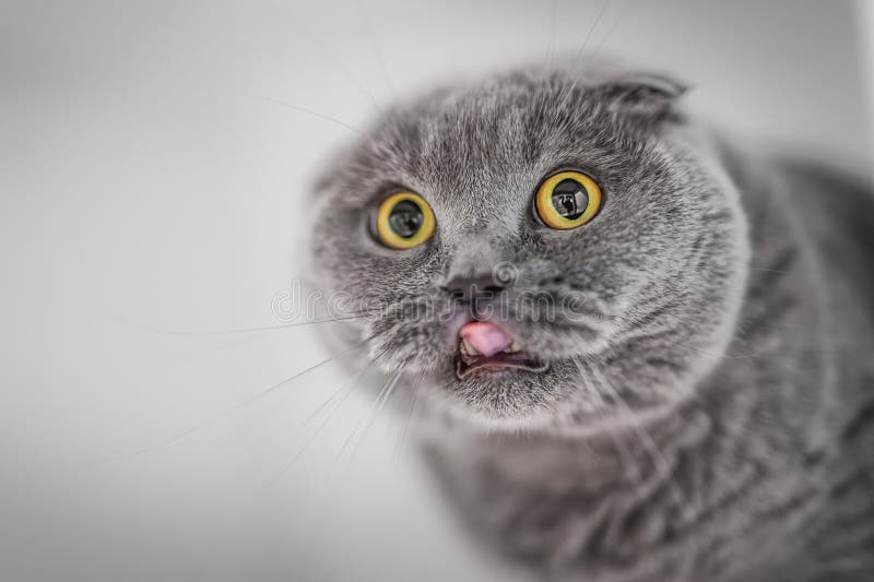 Funny Shocked Cat, Surprised Emotions. Scottish Fold. Stock Image ...