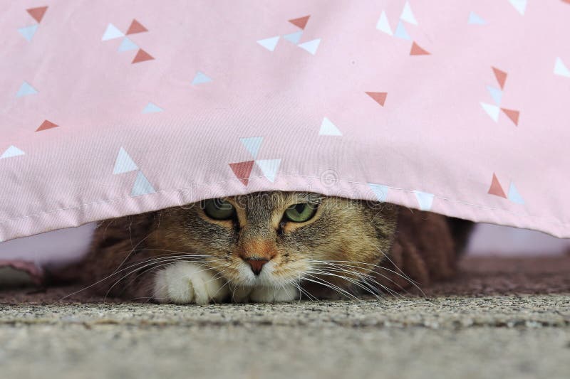 Funny Shot of a Cat Hiding Under a Curtain Stock Image - Image of brown ...
