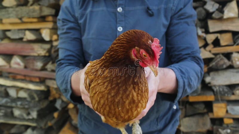 Dancing Rooster on Green Screen. Stock Video - Video of bantam, dance ...