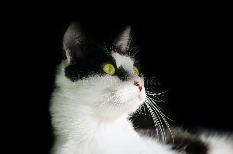 Funny Single Cat stock image. Image of adorable, domestic - 76882089