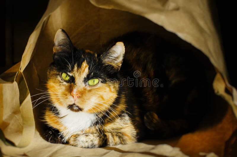 Funny Single Cat stock photo. Image of portrait, paper - 76882132