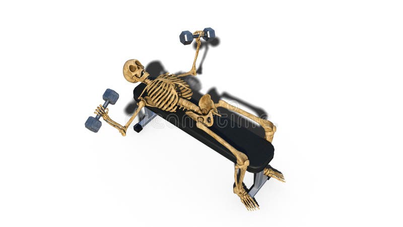 Funny Skeleton Lifting Weights on Bench, Human Skeleton Exercising on ...