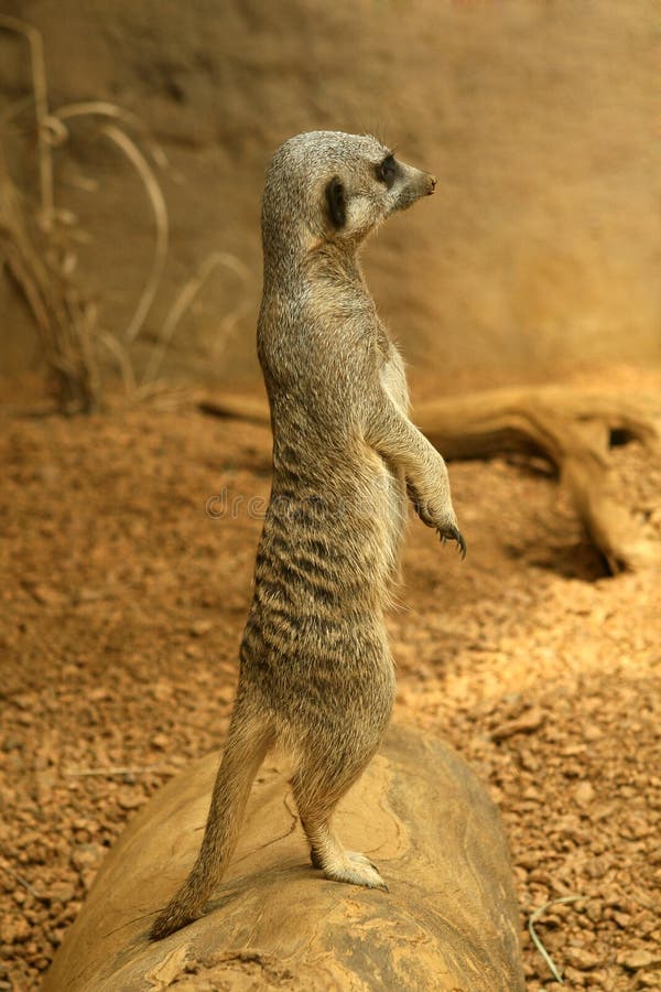 Funny giraffe stock photo. Image of children, humor, surprise - 2640222