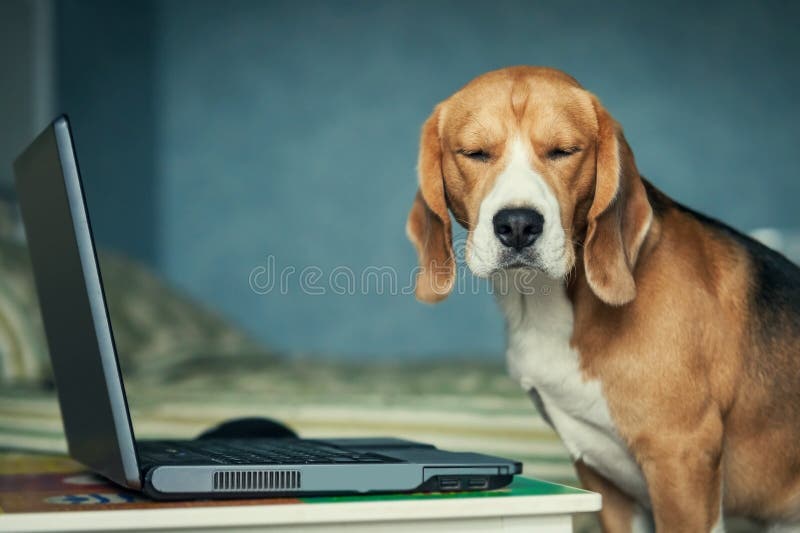 Funny Sleepy Beagle Dog Near Laptop Stock Photo - Image of head, animal ...