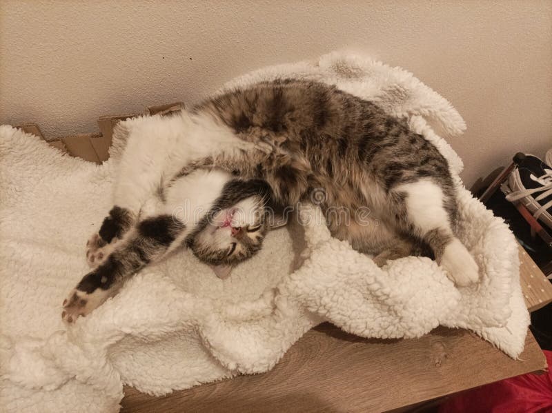 Funny sleepy cat stock image. Image of animal, carnivore - 274813153