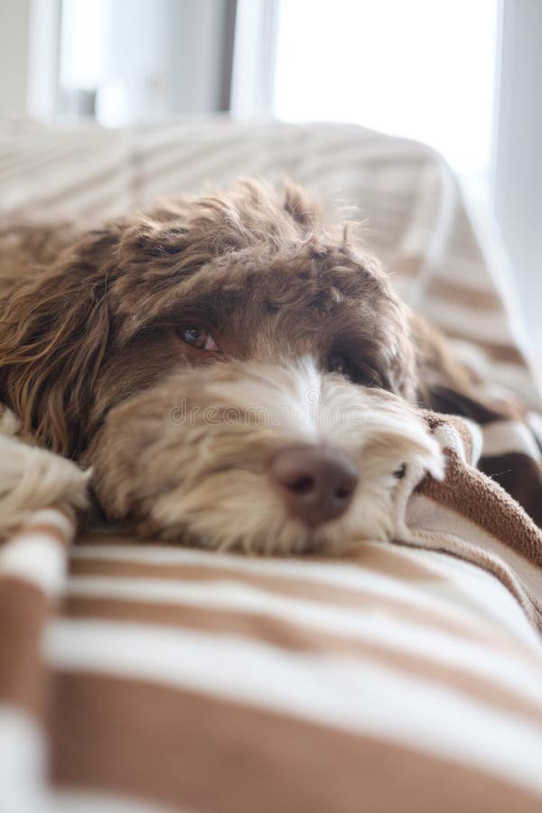Funny Sleepy Labradoodle Resting on a Stock Image - Image of funny ...