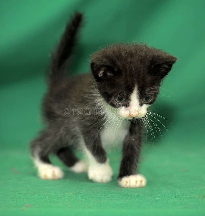 Funny small kitten stock image. Image of small, black - 35590743