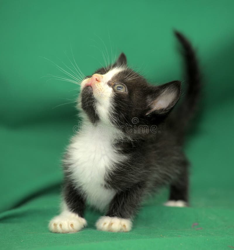 Funny small kitten stock photo. Image of blue, pretty - 35590856