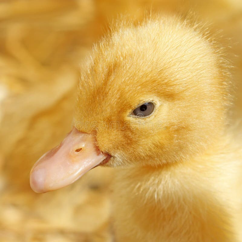Portrait of Small Domestic Duckling Stock Photo - Image of neck ...